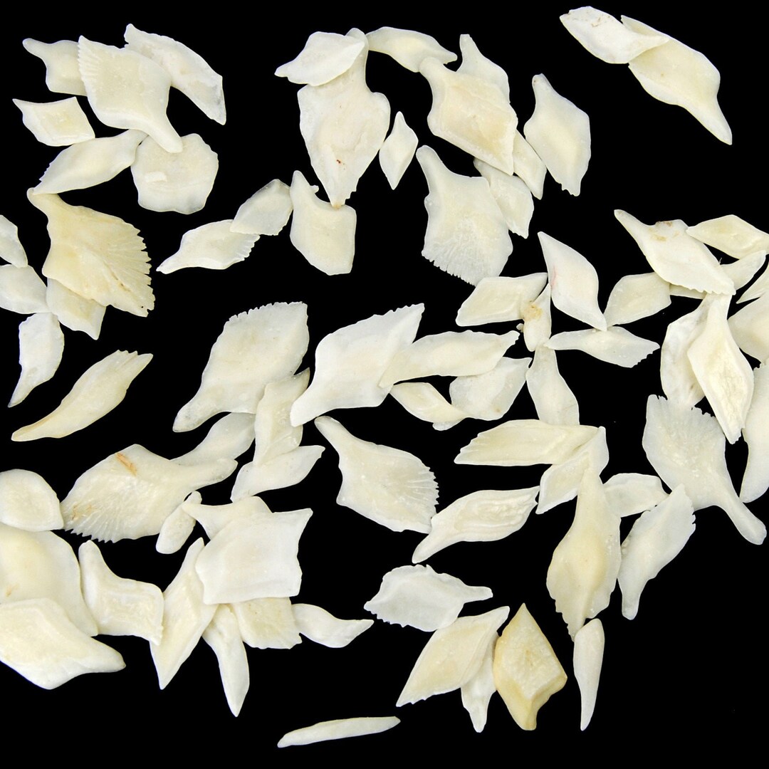75-100pcs White Gar Fish Scales, 1 Ounce - Etsy UK