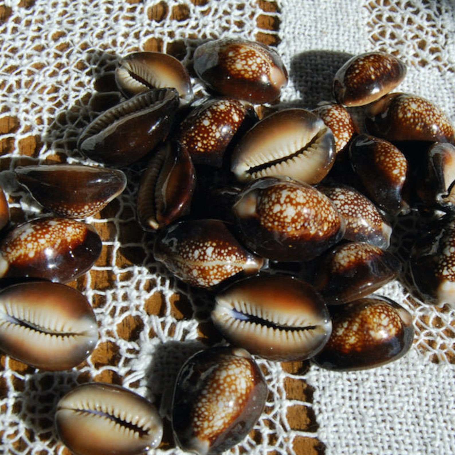 3pc Snakehead Cowrie Shells, Cypraea Caputserpentis - Etsy