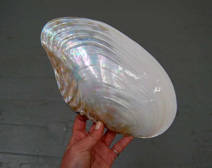 Pearlized Mussel Shell Half Large 8 to 9 Inch Polished Seashell Mother ...