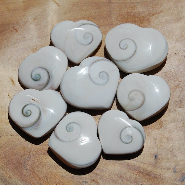 Operculum Shell - Etsy