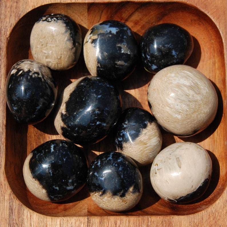 ONE Fossilized Palm Root Crystal Tumbled Stone, Grounding, Healing ...