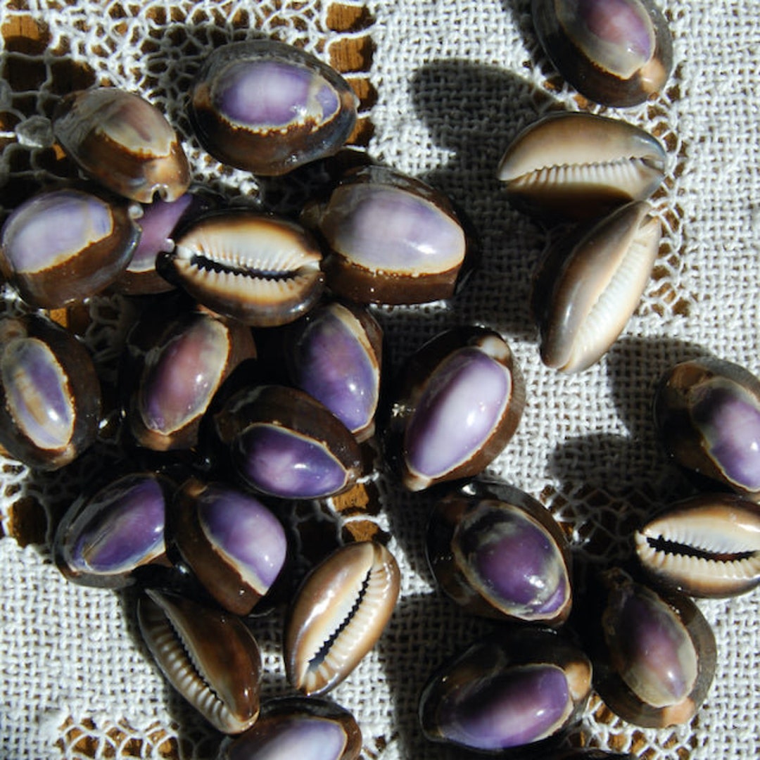 3pc Purple Top Snakehead Cowrie Shells, Cypraea Caputserpentis - Etsy
