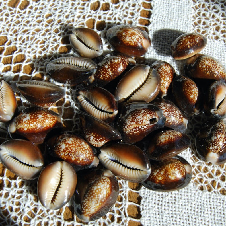 3pc Snakehead Cowrie Shells, Cypraea Caputserpentis - Etsy