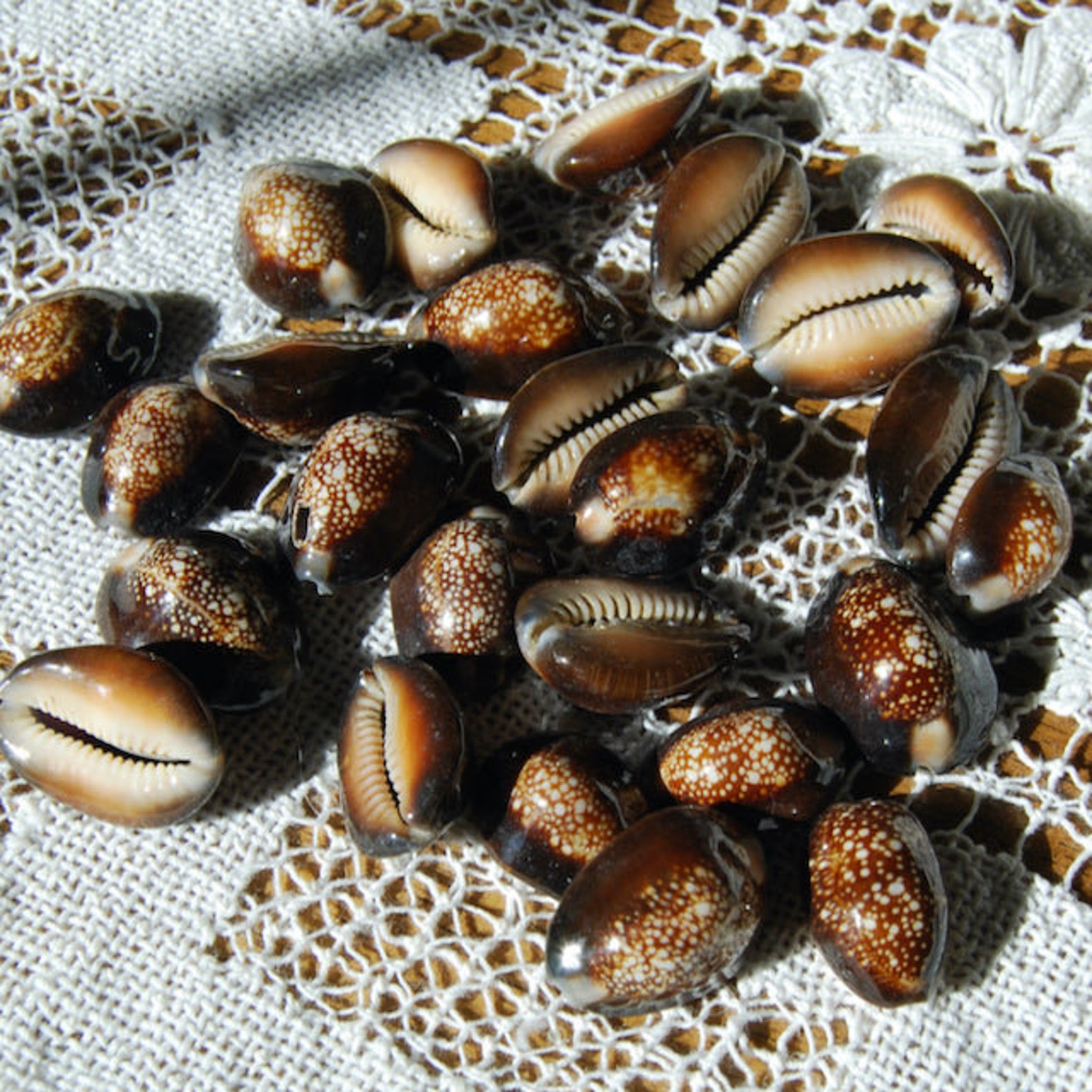 3pc Snakehead Cowrie Shells, Cypraea Caputserpentis - Etsy