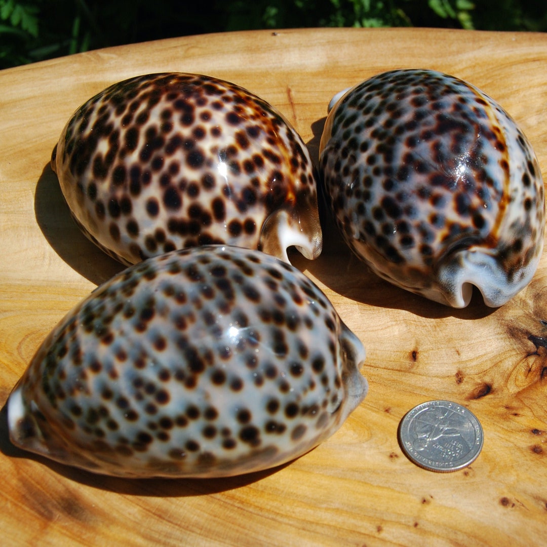 ONE XL Tiger Cowrie Shell Cypraea Tigris Cowry - Etsy