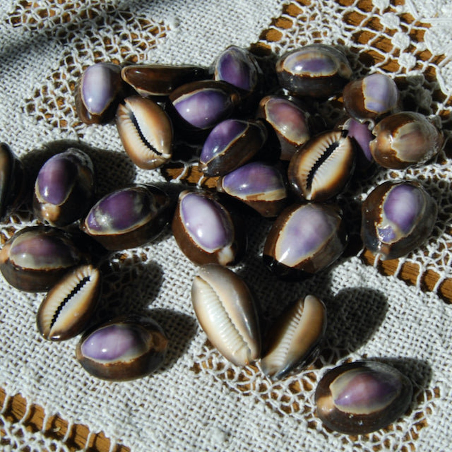 3pc Purple Top Snakehead Cowrie Shells, Cypraea Caputserpentis - Etsy