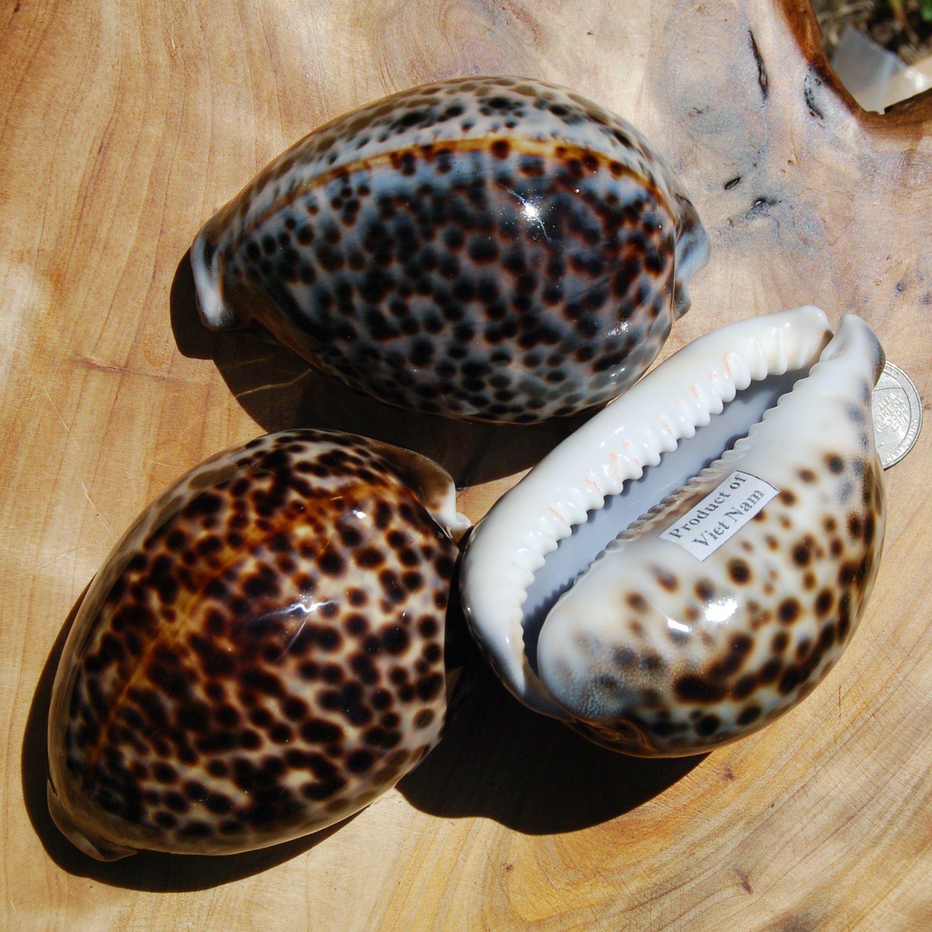 ONE XL Tiger Cowrie Shell Cypraea Tigris Cowry - Etsy