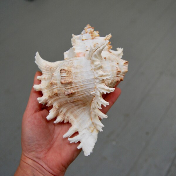 Murex Shell - Etsy