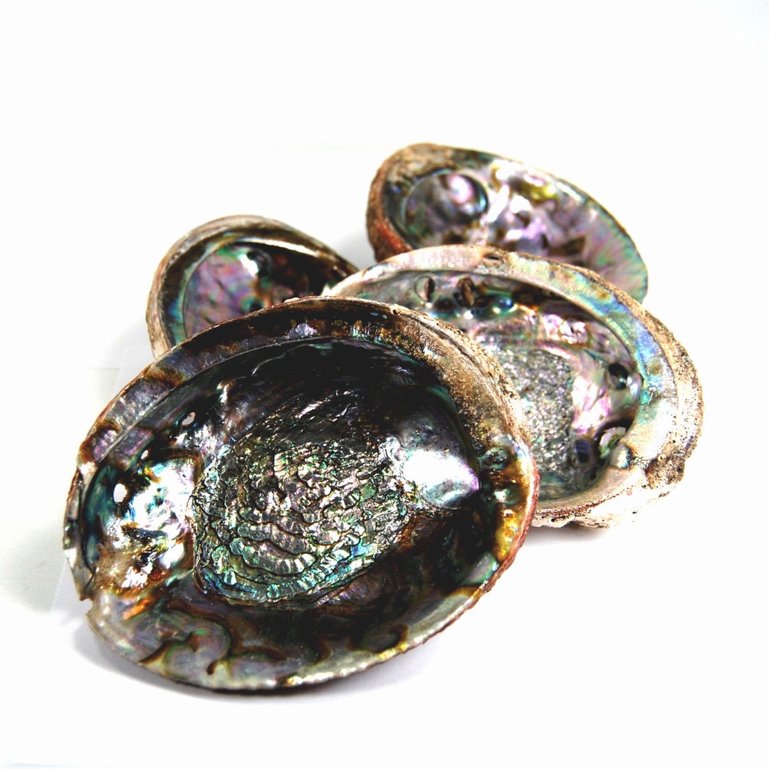 One 5 to 6 Inch Green Abalone Shell for Crafts or Incense Burner Large ...