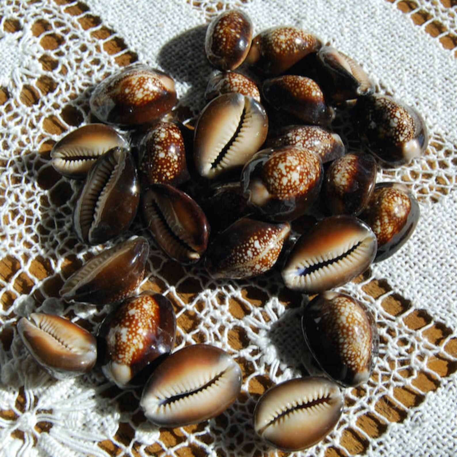 3pc Snakehead Cowrie Shells, Cypraea Caputserpentis - Etsy