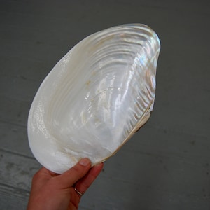 Pearlized Mussel Shell Half Large 8 to 9 Inch Polished Seashell Mother ...