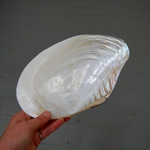 Pearlized Mussel Shell Half Large 8 to 9 Inch Polished Seashell Mother ...