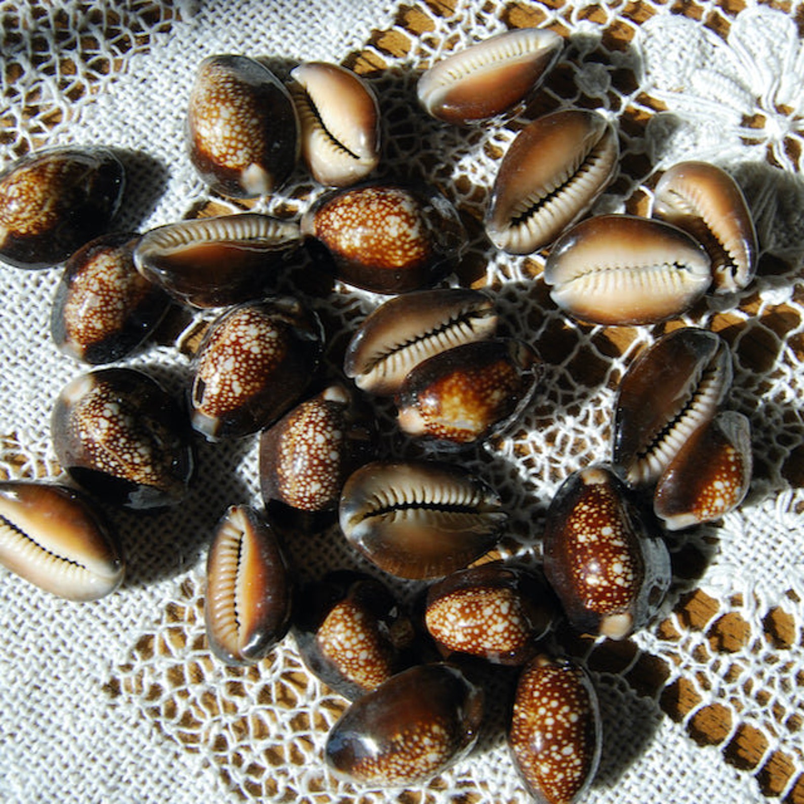 3pc Snakehead Cowrie Shells, Cypraea Caputserpentis - Etsy