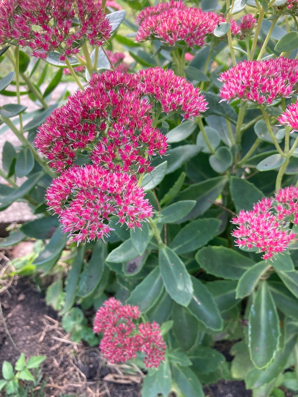Sedum Autumn Joy Succulent Easy to grow Fall | Etsy