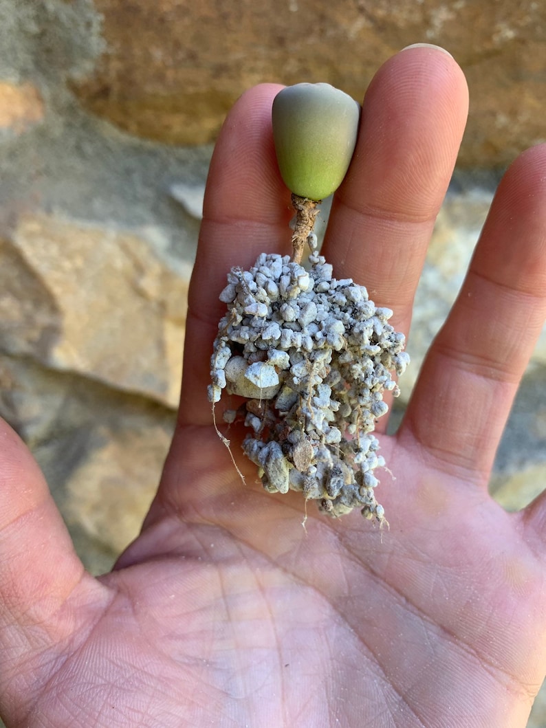 Lithops Soil Fast Draining Mesemb Substrate Perfect for - Etsy