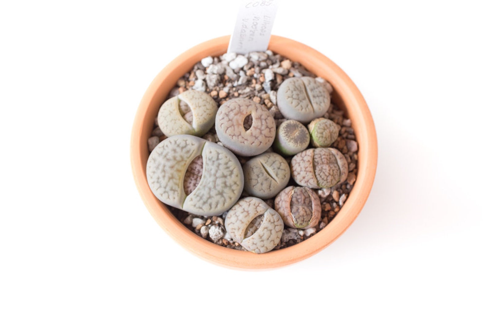Lithops Soil Fast Draining Mesemb Substrate Perfect for - Etsy