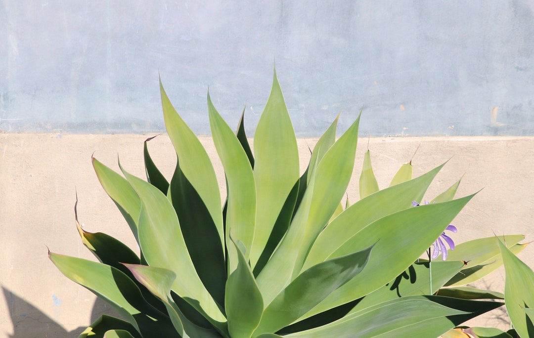 Agave Color Study - Etsy