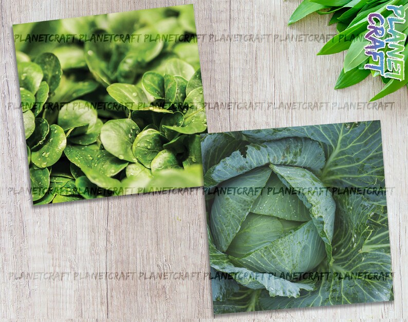 10 Paper Digital Printable Dew Drops Water on Leaf Vegetable - Etsy ...