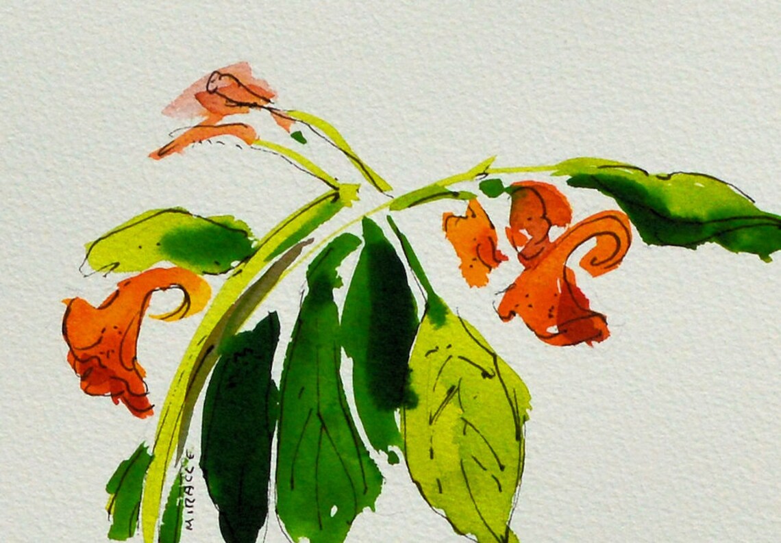 Jewel Weed, Original, Painting, Watercolor, Pen and Ink, Ready to Frame ...