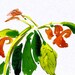 Jewel Weed, Original, Painting, Watercolor, Pen and Ink, Ready to Frame ...