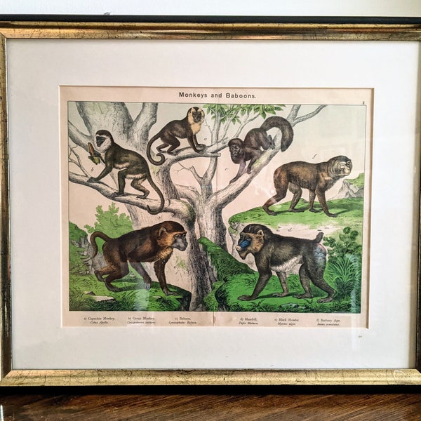 Antique Monkeys - Etsy