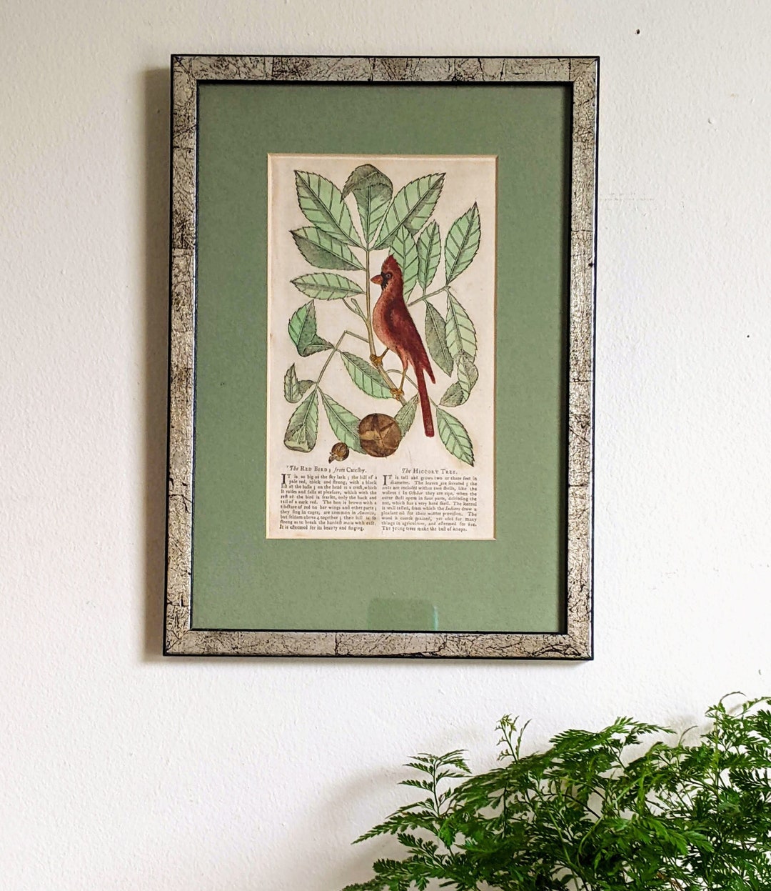 18th Century Catesby Natural History Colored Engraving Illustration Red ...