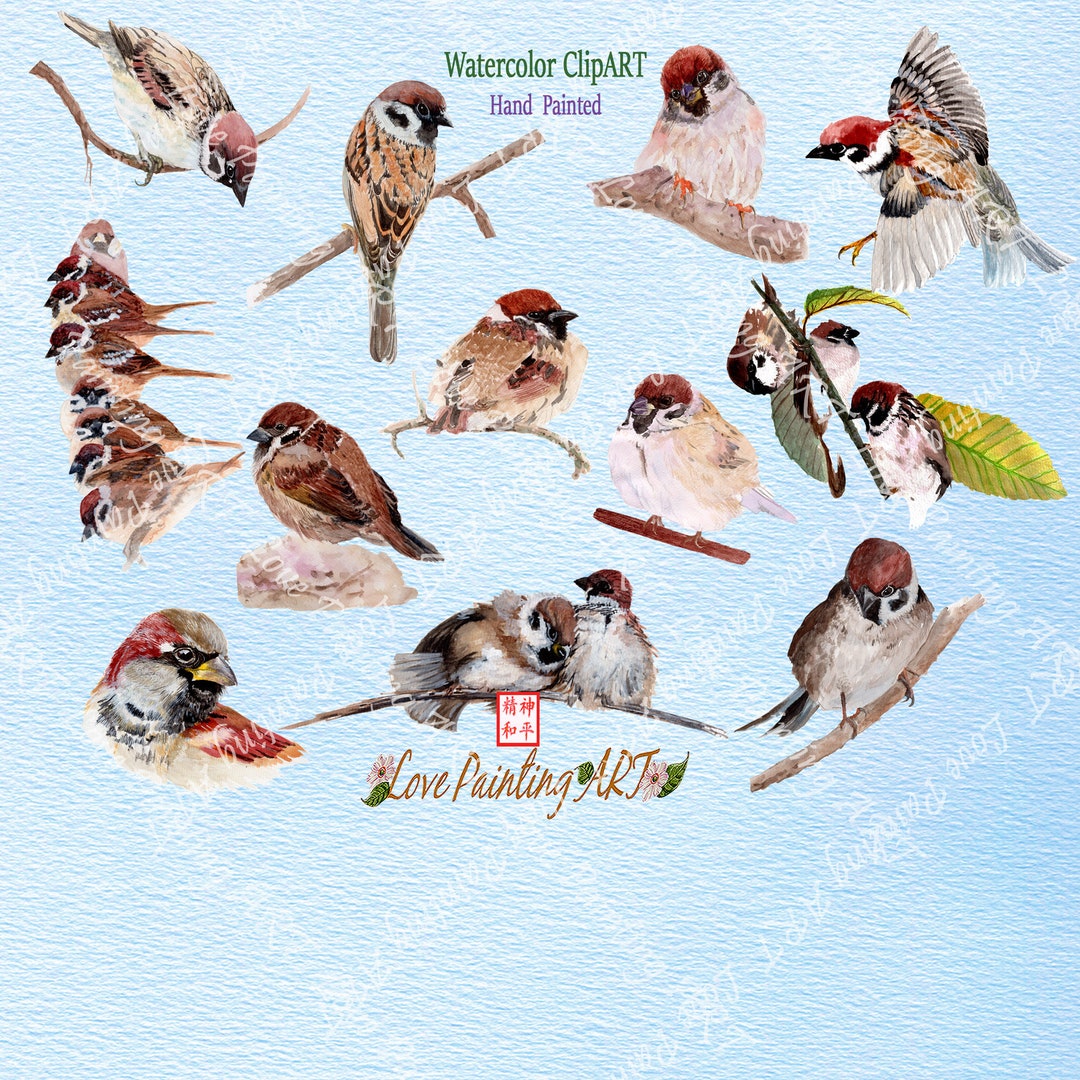 Sparrow Watercolor Clipart,bird Clipart,sparrow,bird Painting,sparrow ...