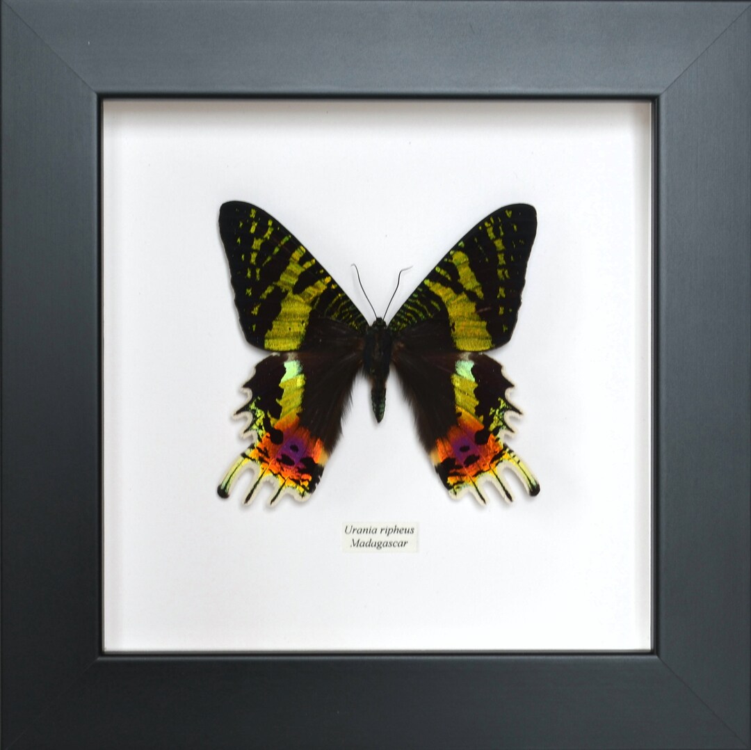 Butterfly Urania Ripheus, Indescribable Iridescent Reflections, It is ...