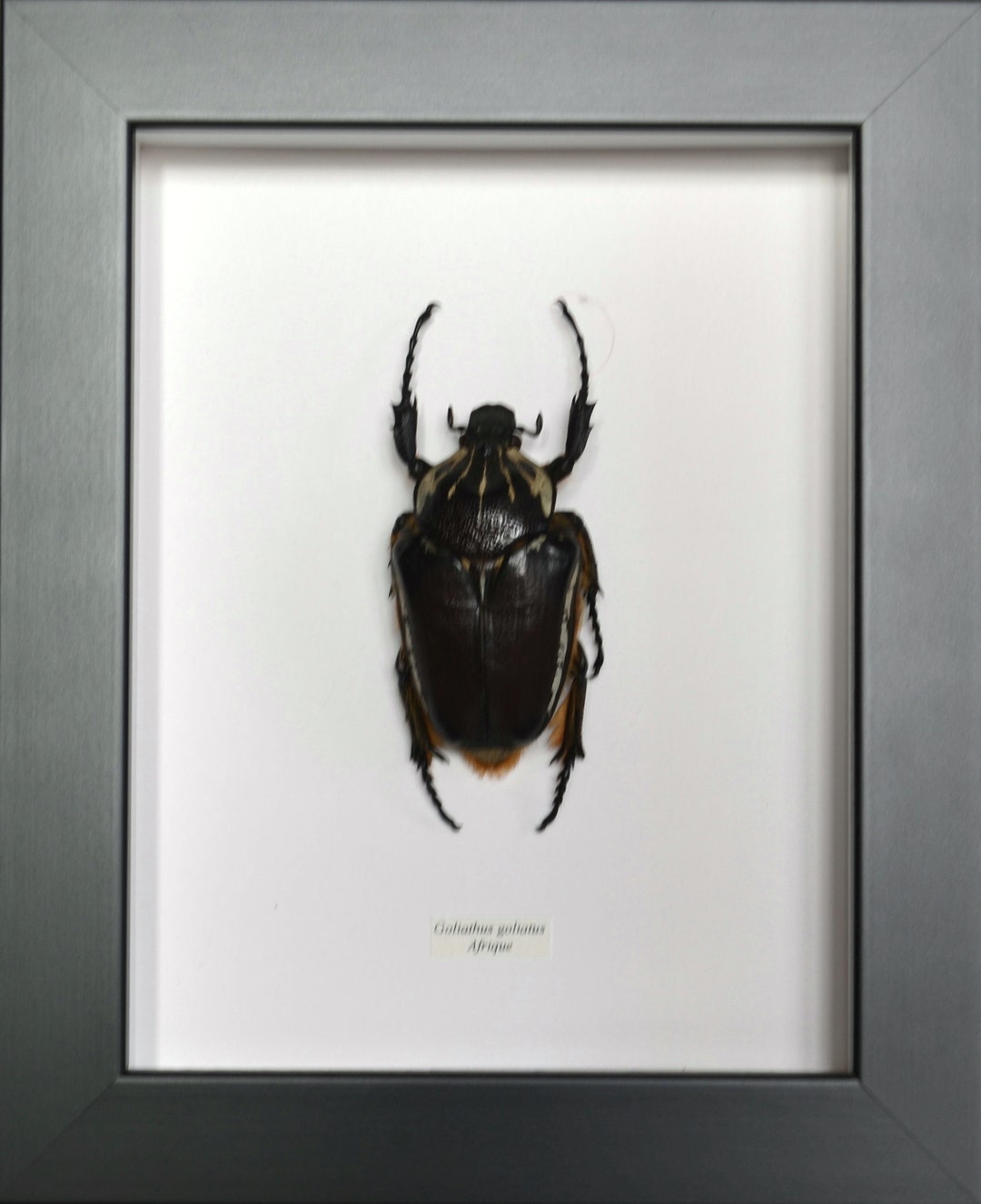 Naturalized Insect. Female Goliath Beetle From Central Africa ...