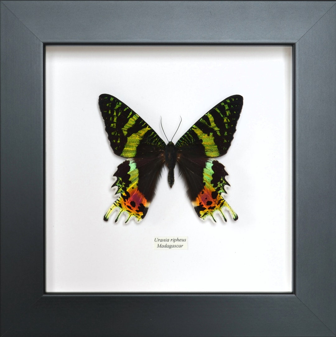 Butterfly Urania Ripheus, Indescribable Iridescent Reflections, It is ...