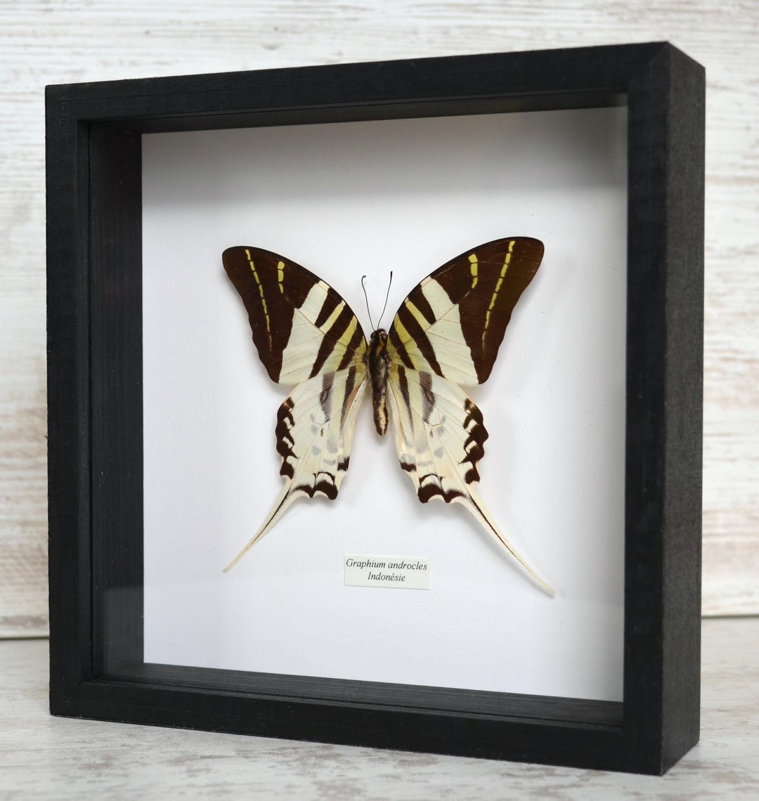 Authentic Papilio Androcles in a Solid Wood Display Case With Black ...