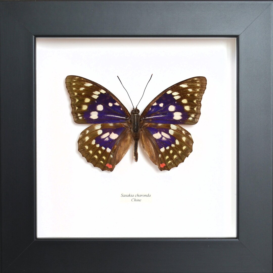 A Genuine, Preserved Sasakia Charonda Butterfly With Indescribable Blue ...