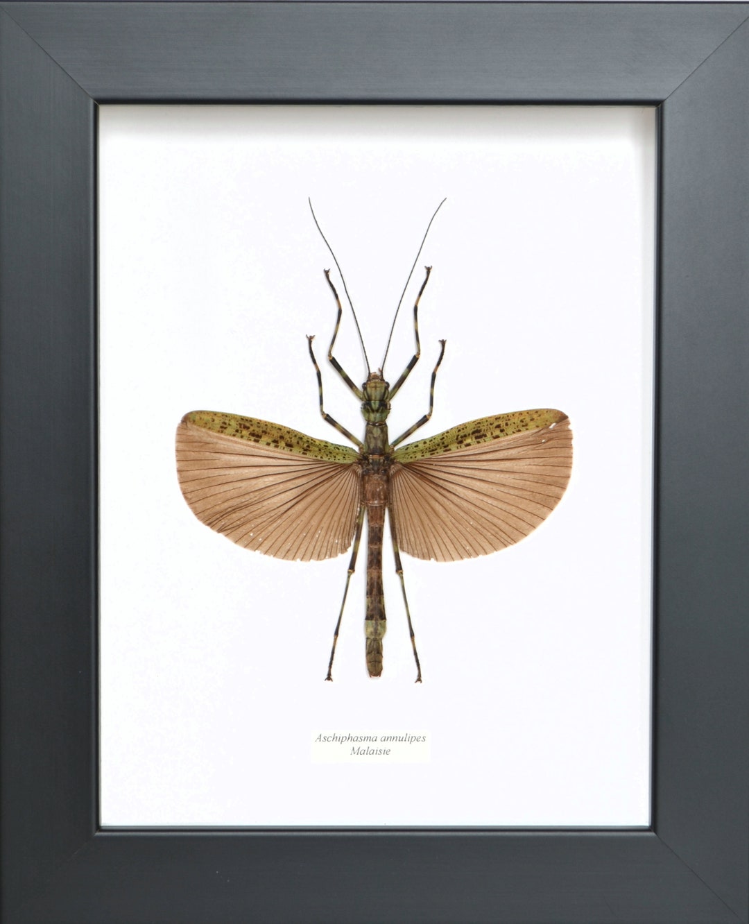 Another Winged Stick Insect With an Extraordinary Design, From ...