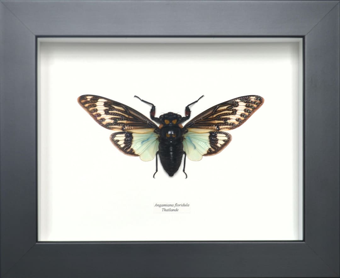 Real Naturalized Insect. Cicada "tosena Splendida" From Thailand ...
