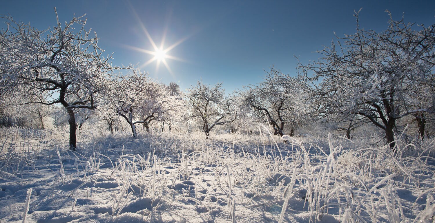 January in Bloom by Marius Cepulis Fine Art Print Nature Photography ...