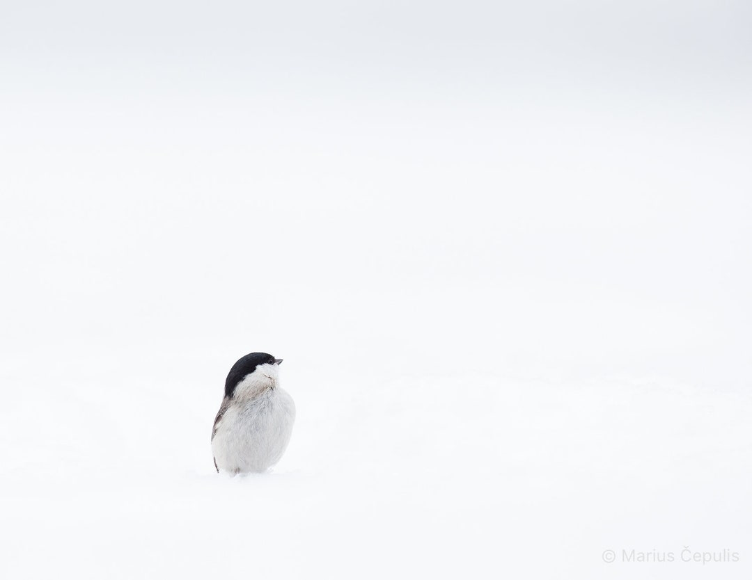 Lithuanian Penguin by Marius Cepulis Fine Art Print Nature Photography ...