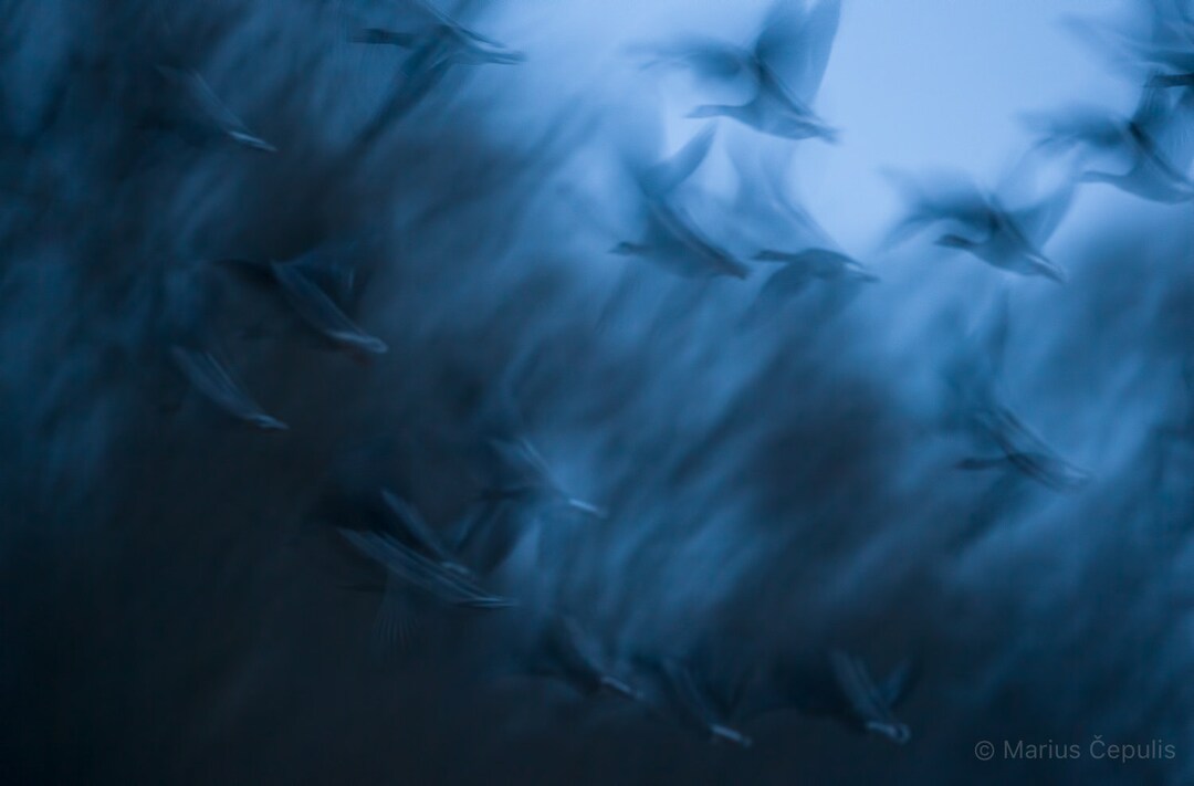 Into the Blue by Marius Cepulis | Fine Art Print | Nature Photography ...