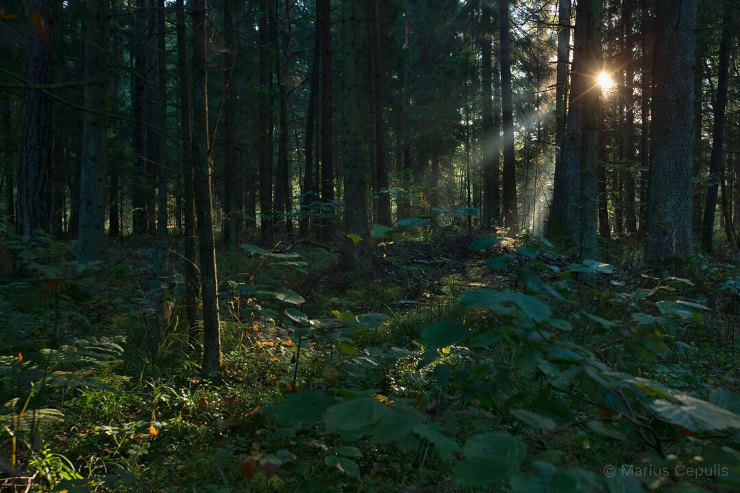 Magic Forest by Marius Cepulis | Fine Art Print | Nature Photography ...