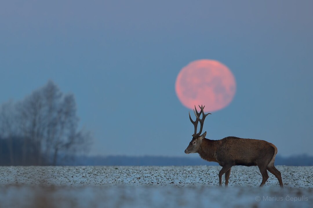 Moon in the Antlers by Marius Cepulis Fine Art Print Nature Photography ...