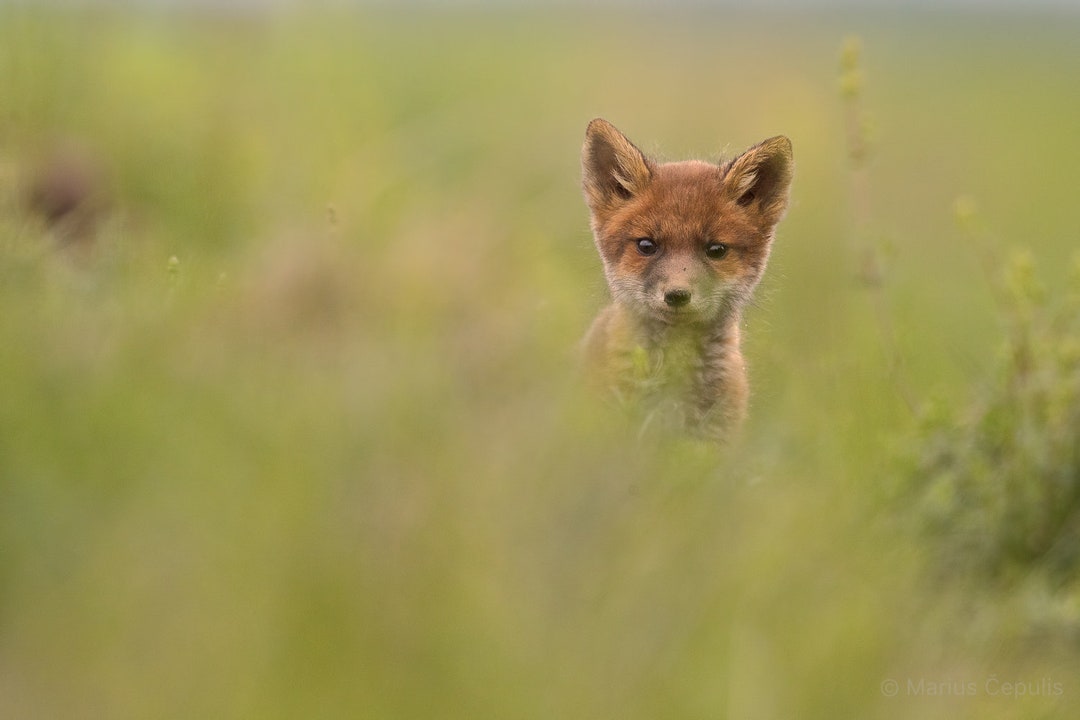 In the Green by Marius Cepulis Fine Art Print Nature Photography Wall ...