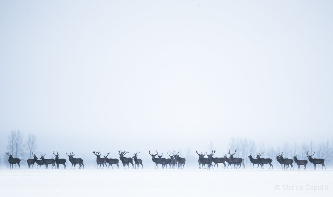 Gathering by Marius Cepulis Fine Art Print Nature Photography Wall Art ...