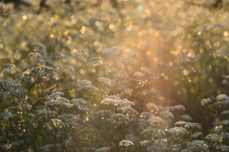 After the Rain by Marius Cepulis Fine Art Print Nature Photography Wall ...