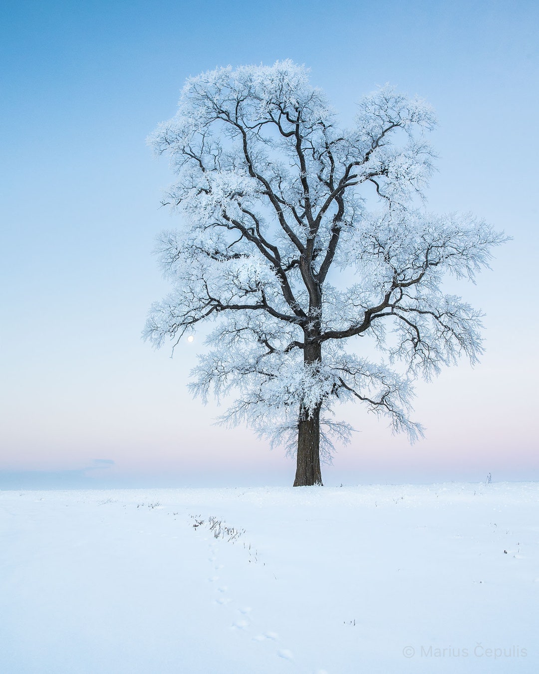 Graying by Marius Cepulis Fine Art Print Nature Photography Wall Art ...