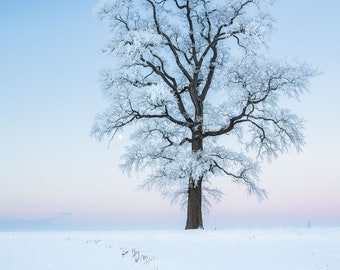 Marius Fine Art - Etsy