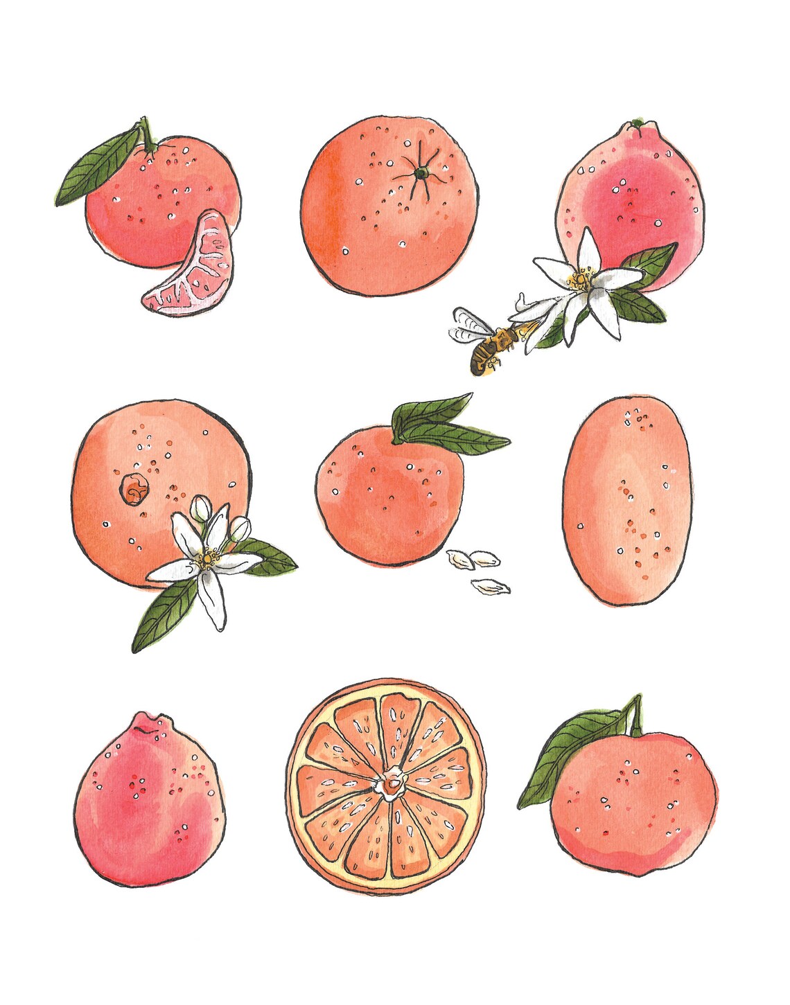 Florida Orange Citrus Chart Watercolor Illustration Print - Etsy