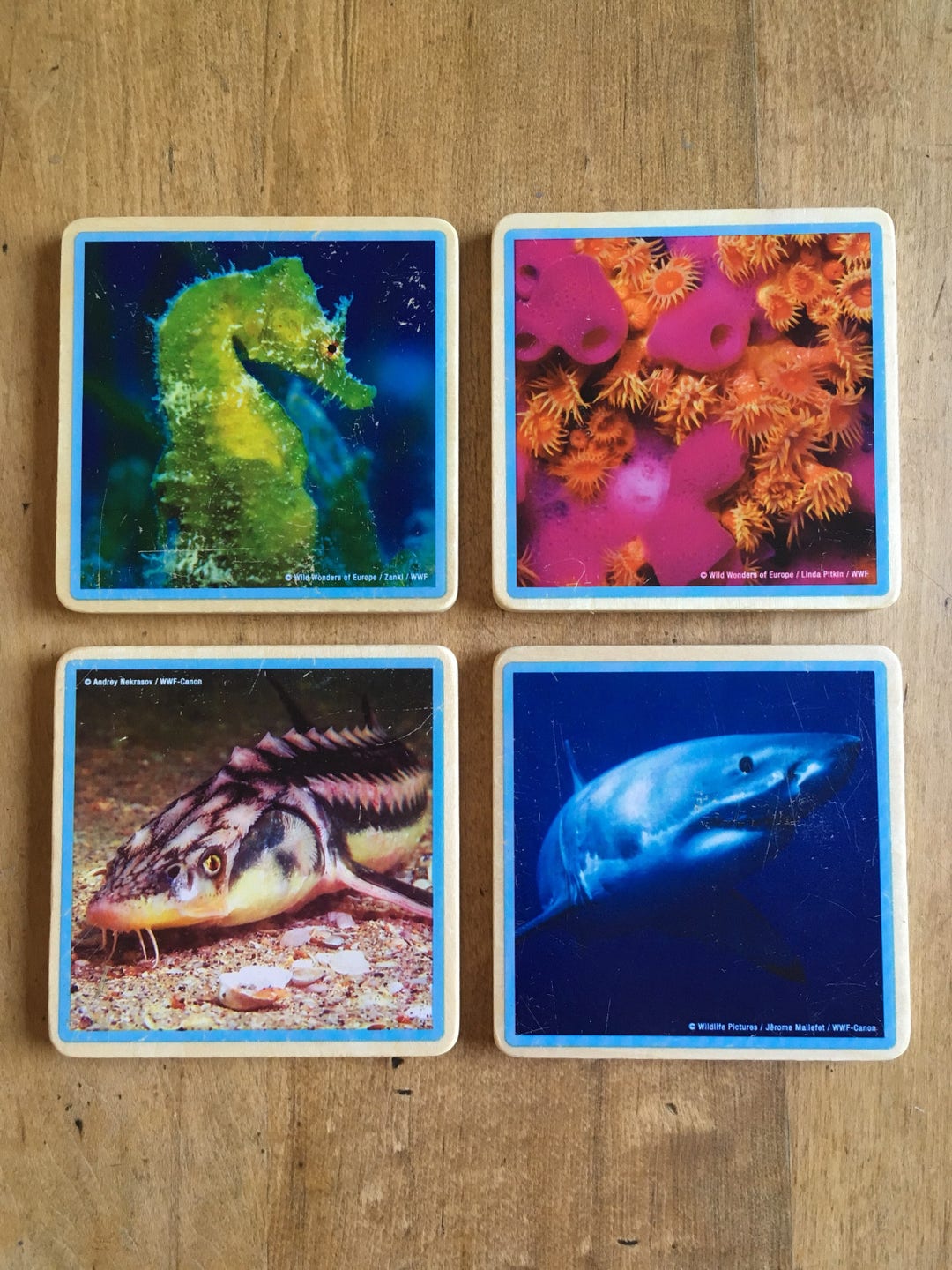 Coasters 4 WWF Sea Life Photography Seahorse Shark - Etsy