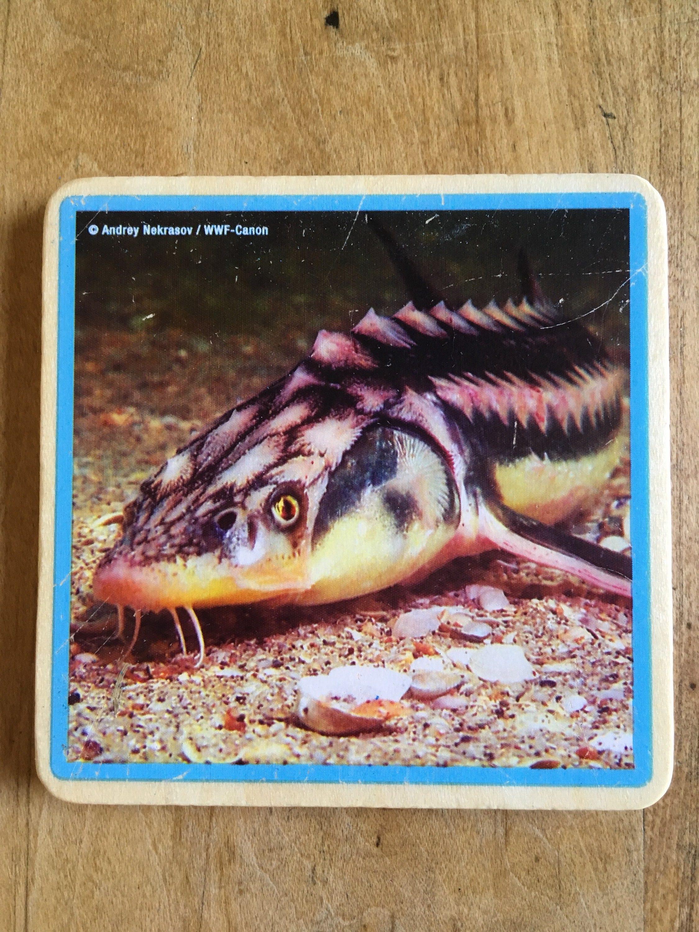 Coasters 4 WWF Sea Life Photography Seahorse Shark - Etsy