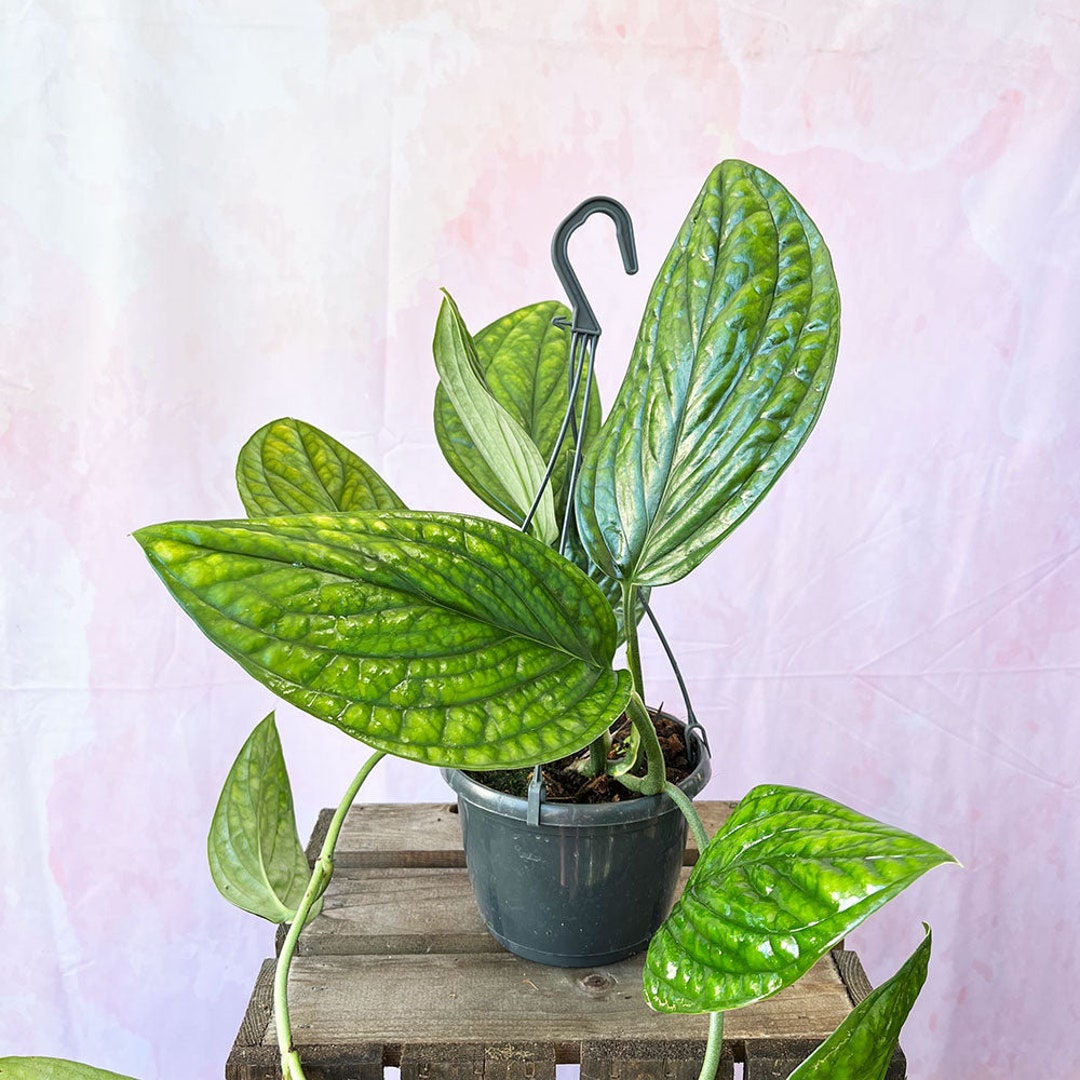 20 30cm Monstera Peru Pothos in Hanging Pot 15cm Pot House - Etsy UK
