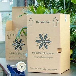 85 100cm Monstera Deliciosa Taurii XL Swiss Cheese Plant 27cm Pot House ...