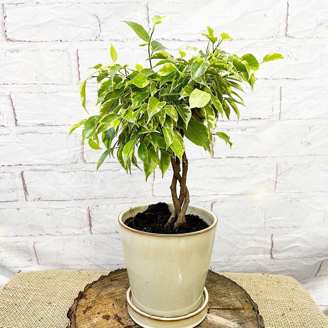 25 35cm Ficus Bushy King Rubber Plant 12cm Pot House Plant - Etsy UK